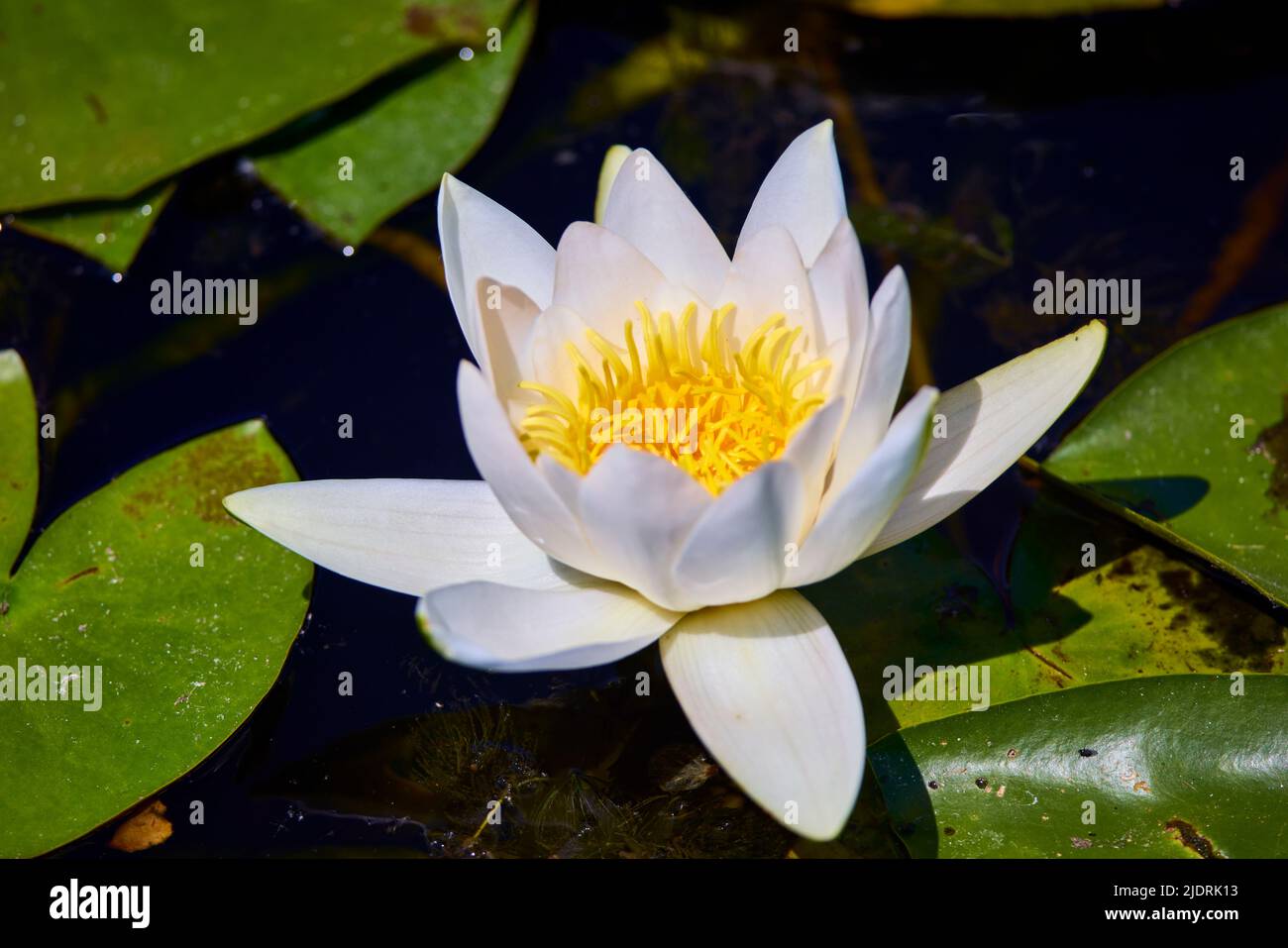 White lotus with yellow pollen on surface of pond Stock Photo - Alamy