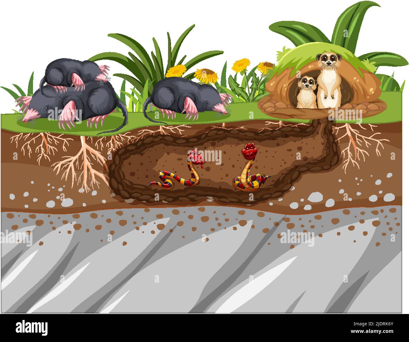Underground animal hole in cartoon style illustration Stock Vector ...