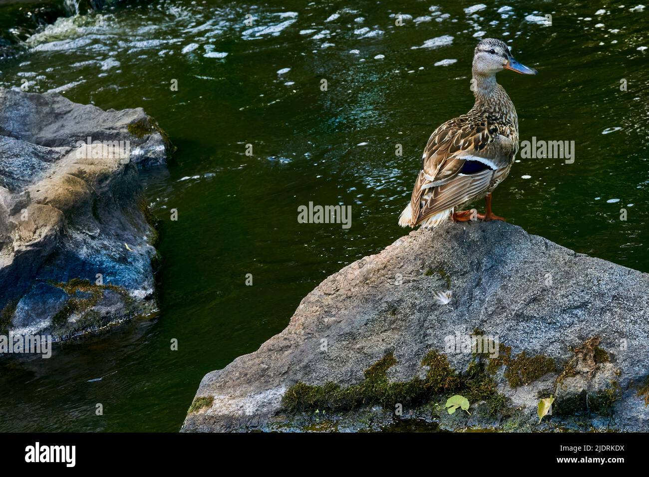 Wild brown duck sit on volcanic rocks among water Stock Photo - Alamy
