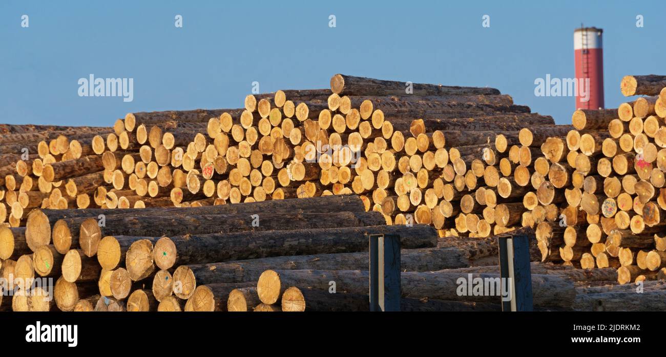 Many stacked tree trunks Stock Photo - Alamy