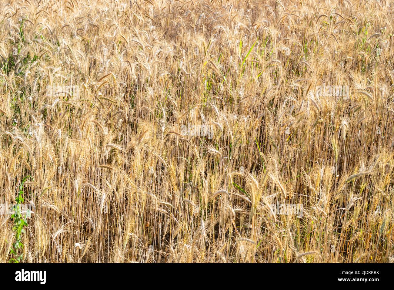 Yellow grain ready for harvest growing in a farm field with beautiful ...