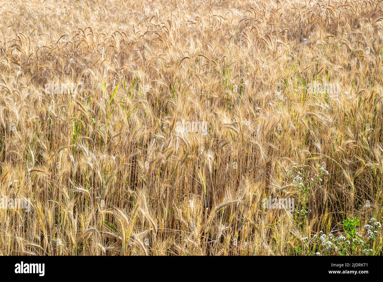 Yellow grain ready for harvest growing in a farm field with beautiful ...