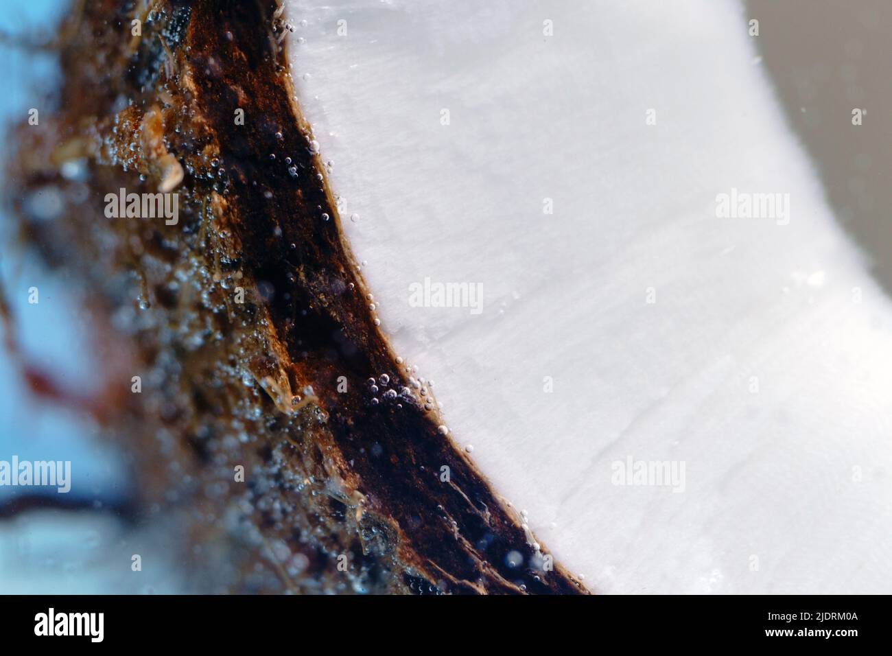 Coconut close up macro in water pieces. Fruit, food, tasty concept ...