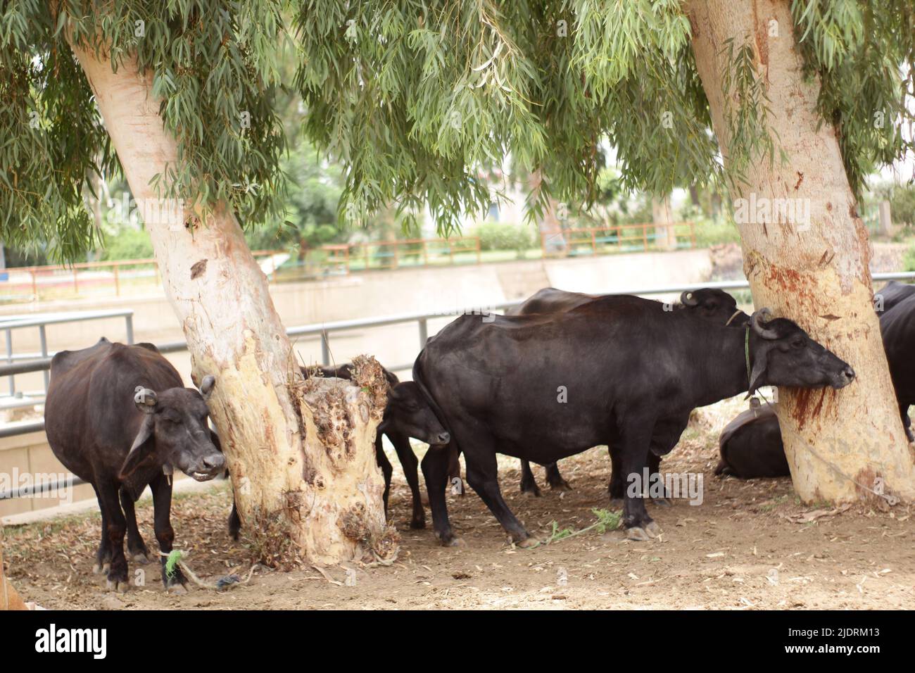 Cattle Buffaloes are grazing near a river and trees their offsprings ...