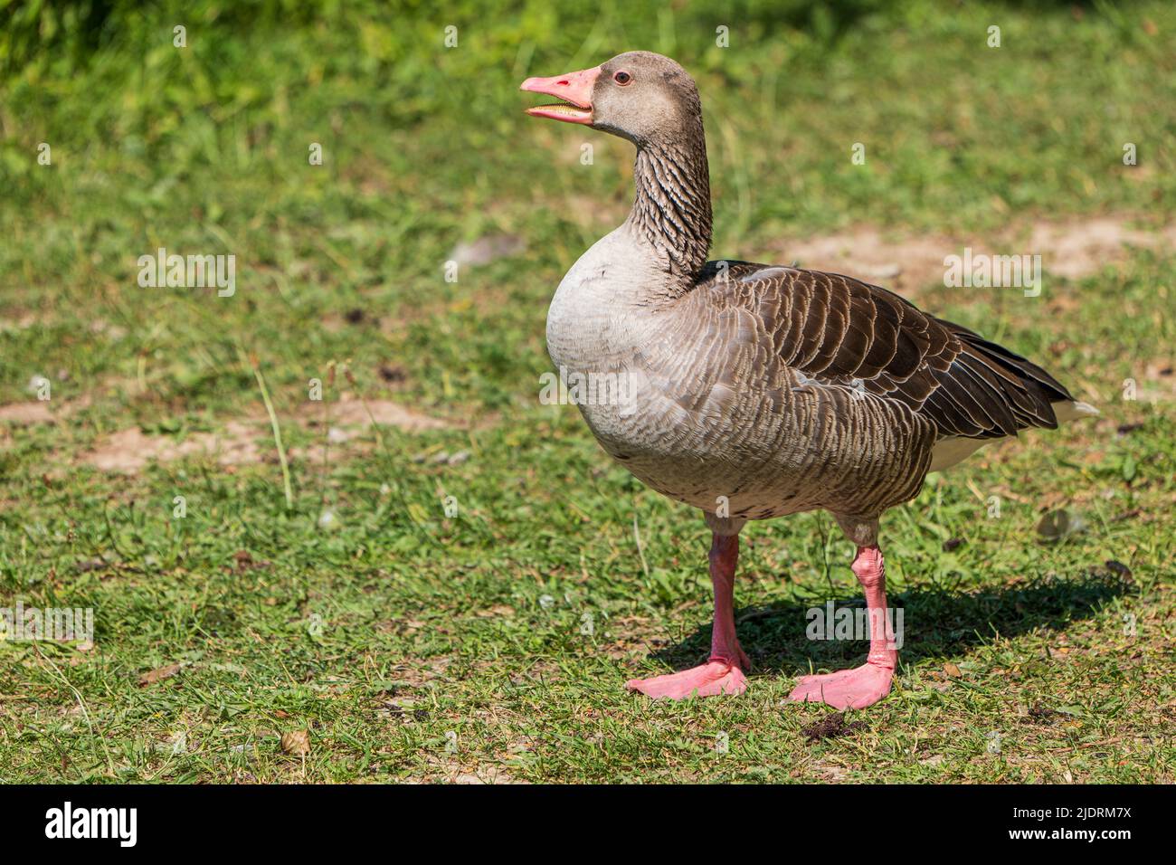 full body portrait of a grey goose on a meadow with an open beak Stock ...