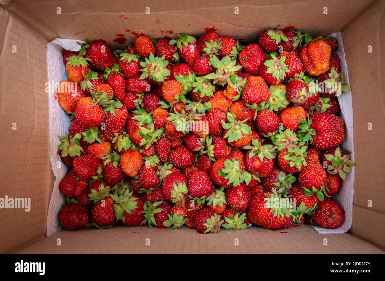 Natural looking fresh red strawberry in package Stock Photo - Alamy