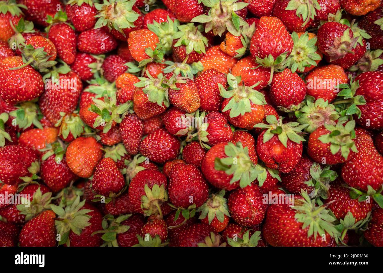 Natural looking fresh red strawberry in package Stock Photo - Alamy