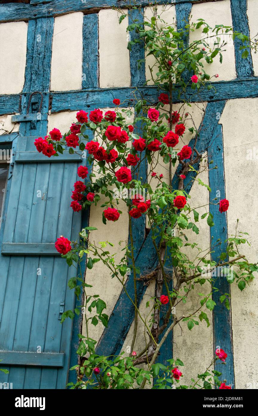 Summer blossom of fragrant colorful roses flowers on narrow streets of ...
