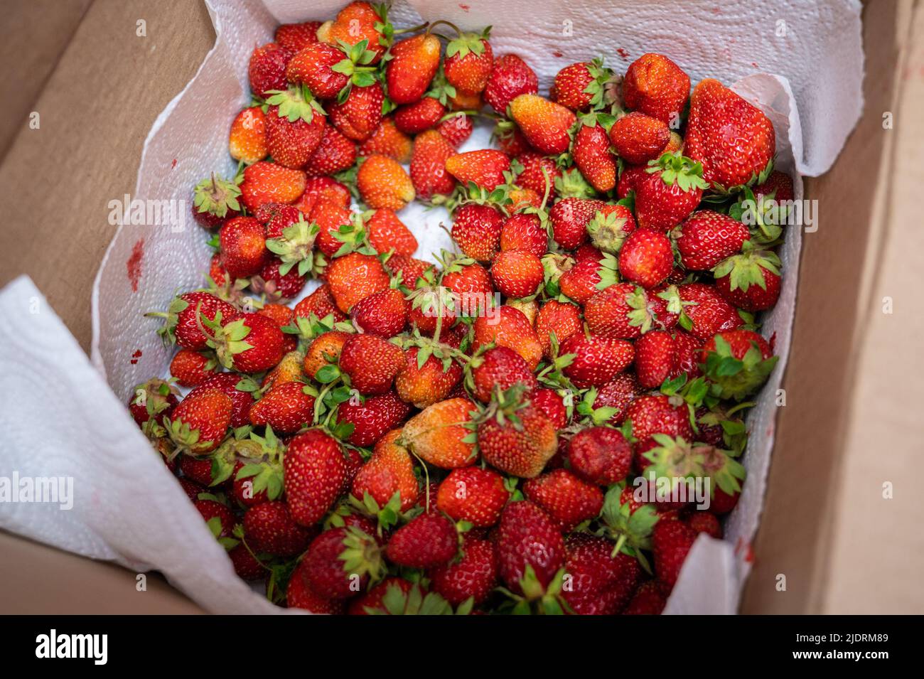 Natural looking fresh red strawberry in package Stock Photo - Alamy