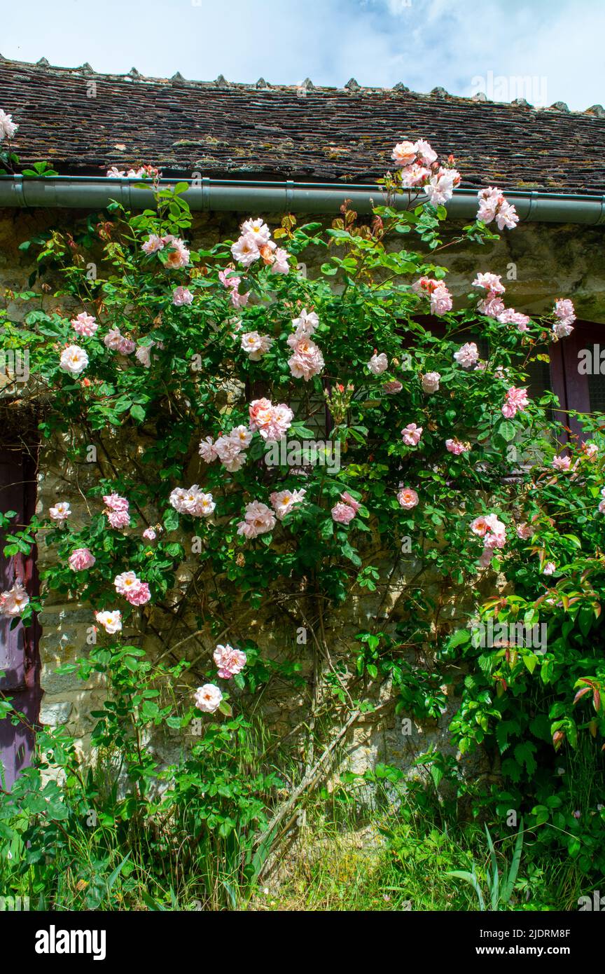 Summer blossom of fragrant colorful roses flowers on narrow streets of ...