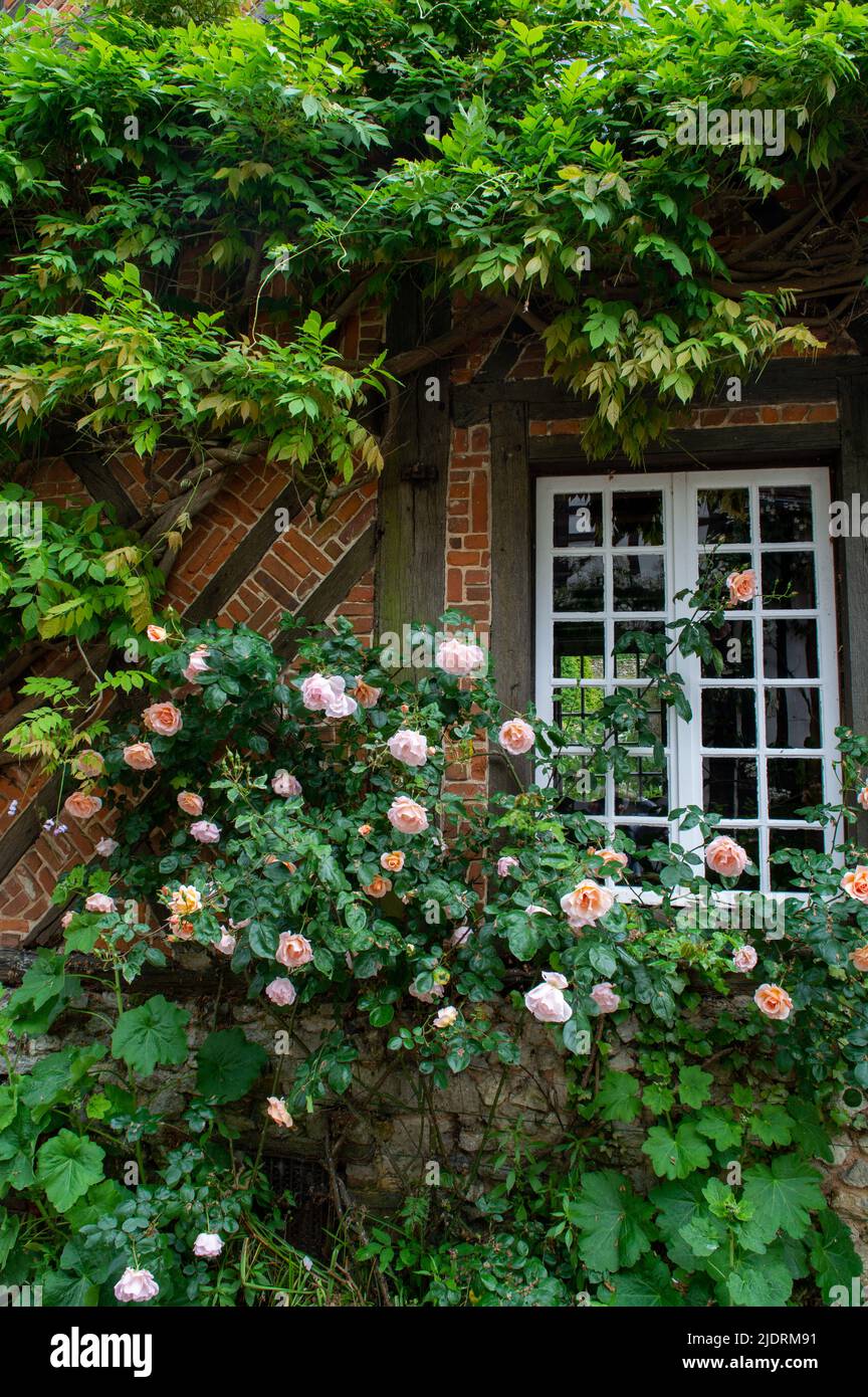 Summer blossom of fragrant colorful roses flowers on narrow streets of ...
