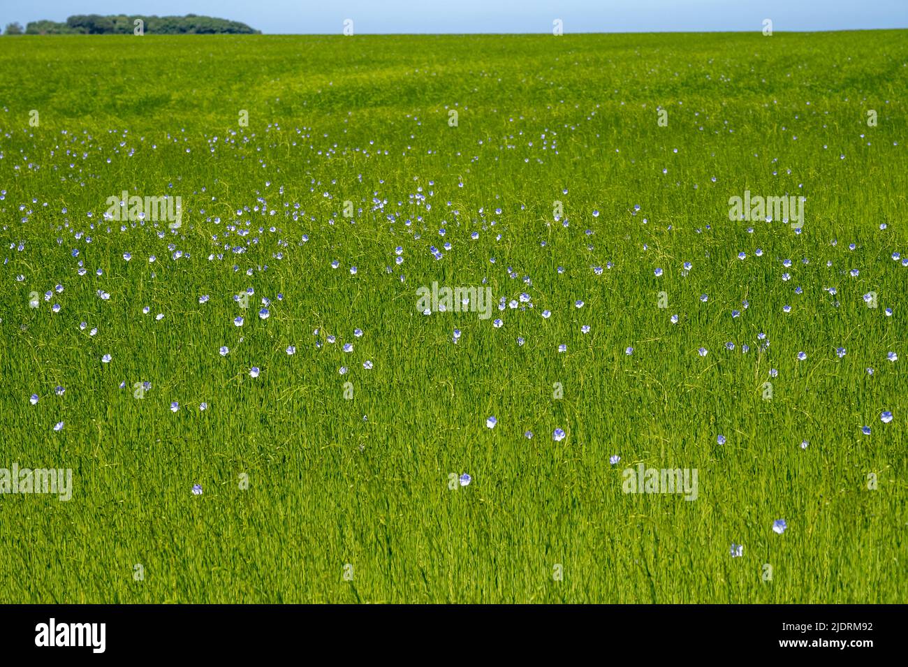 Green fields of flax linen plants in agricultural Pays de Caux region ...
