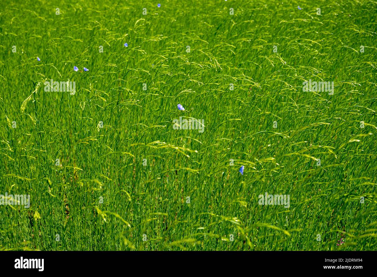 Green fields of flax linen plants in agricultural Pays de Caux region ...