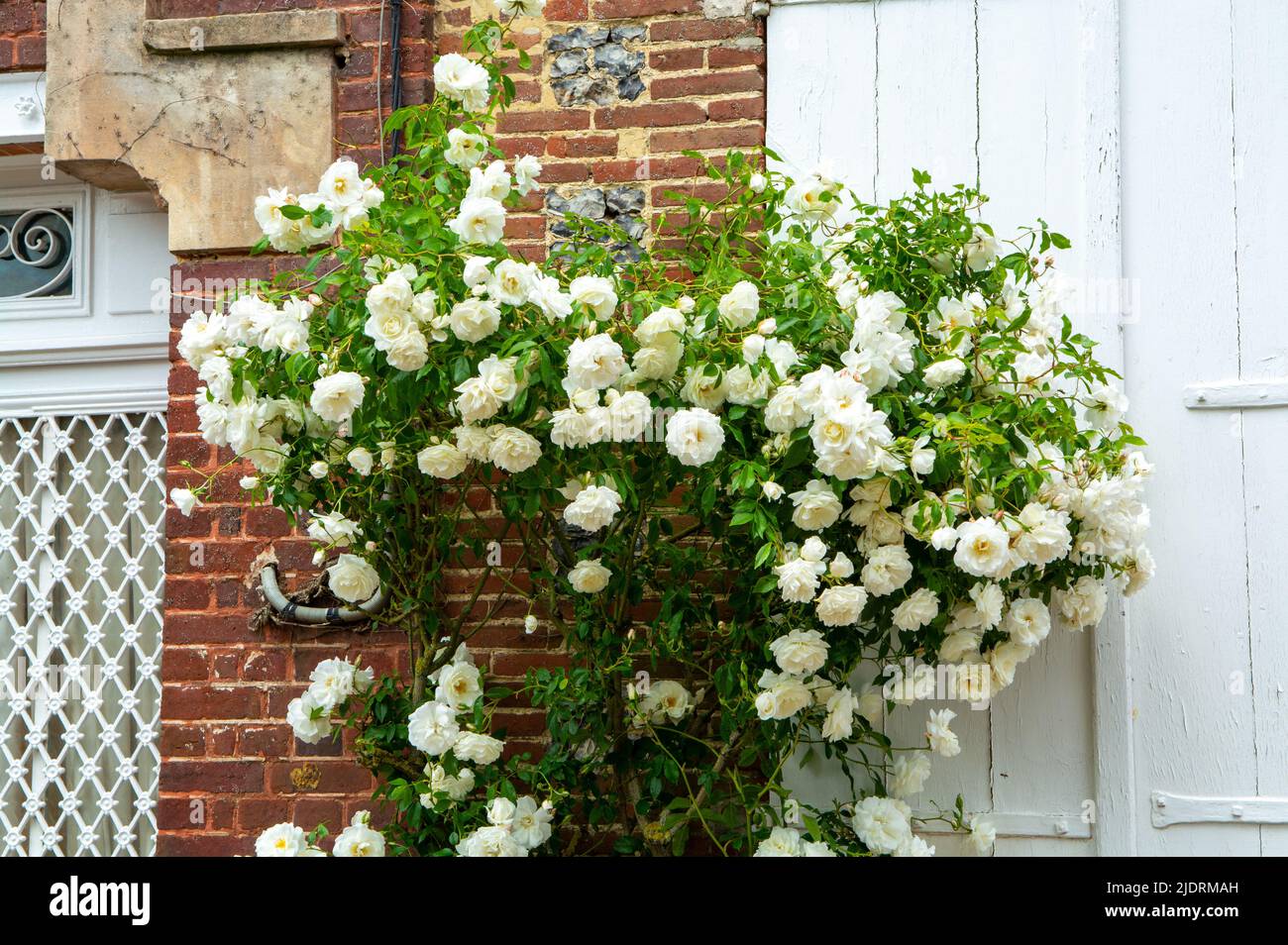 Summer blossom of fragrant colorful roses flowers on narrow streets of ...