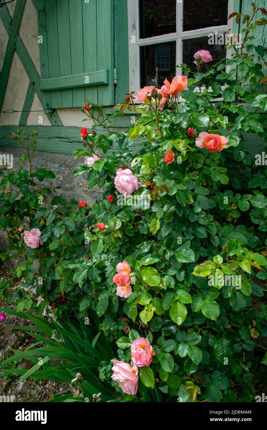 Summer blossom of fragrant colorful roses flowers on narrow streets of ...