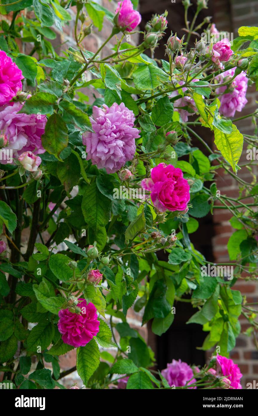 Summer blossom of fragrant colorful roses flowers on narrow streets of ...