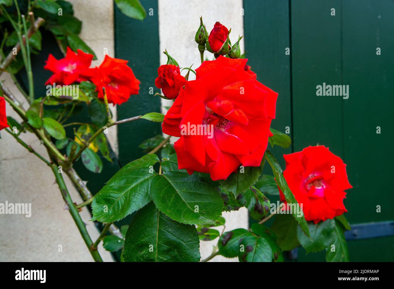 Summer blossom of fragrant colorful roses flowers on narrow streets of ...