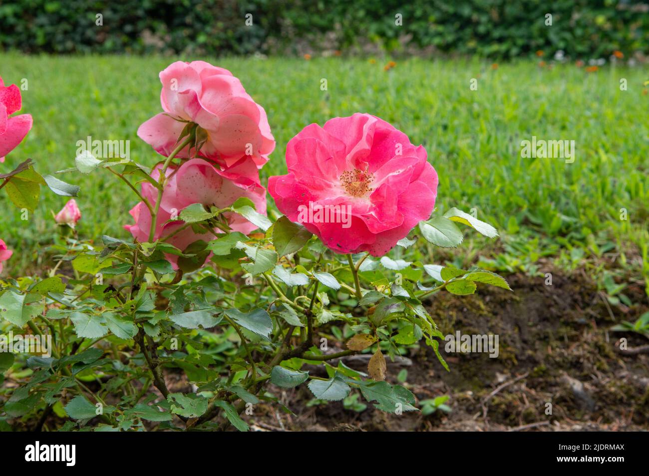 Summer blossom of fragrant colorful roses flowers on narrow streets of ...