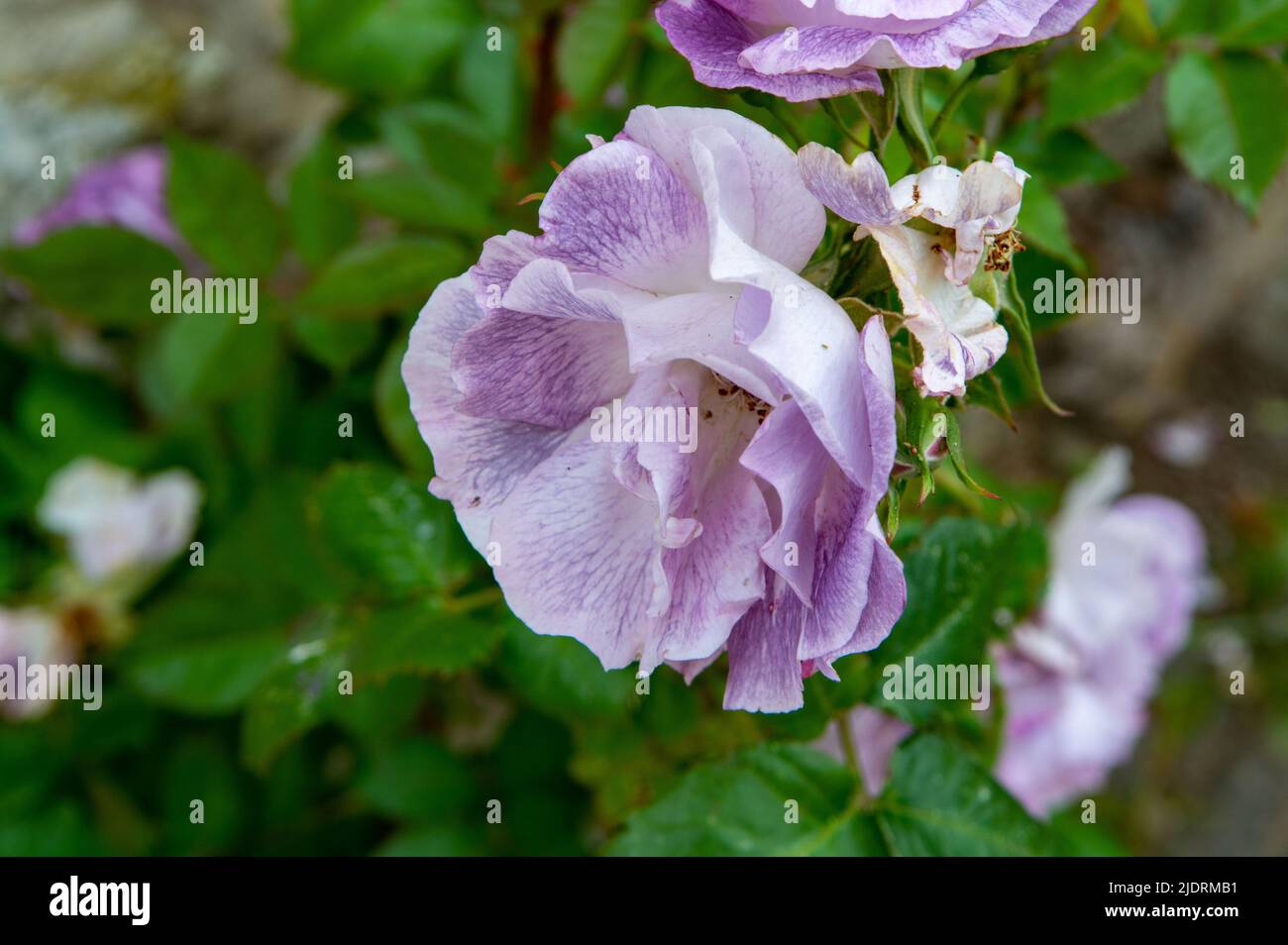 Summer blossom of fragrant colorful roses flowers on narrow streets of ...