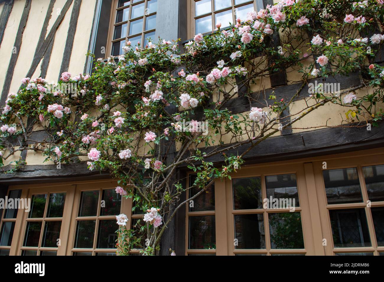 Summer blossom of fragrant colorful roses flowers on narrow streets of ...