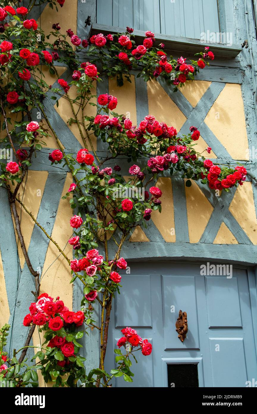 Summer blossom of fragrant colorful roses flowers on narrow streets of ...