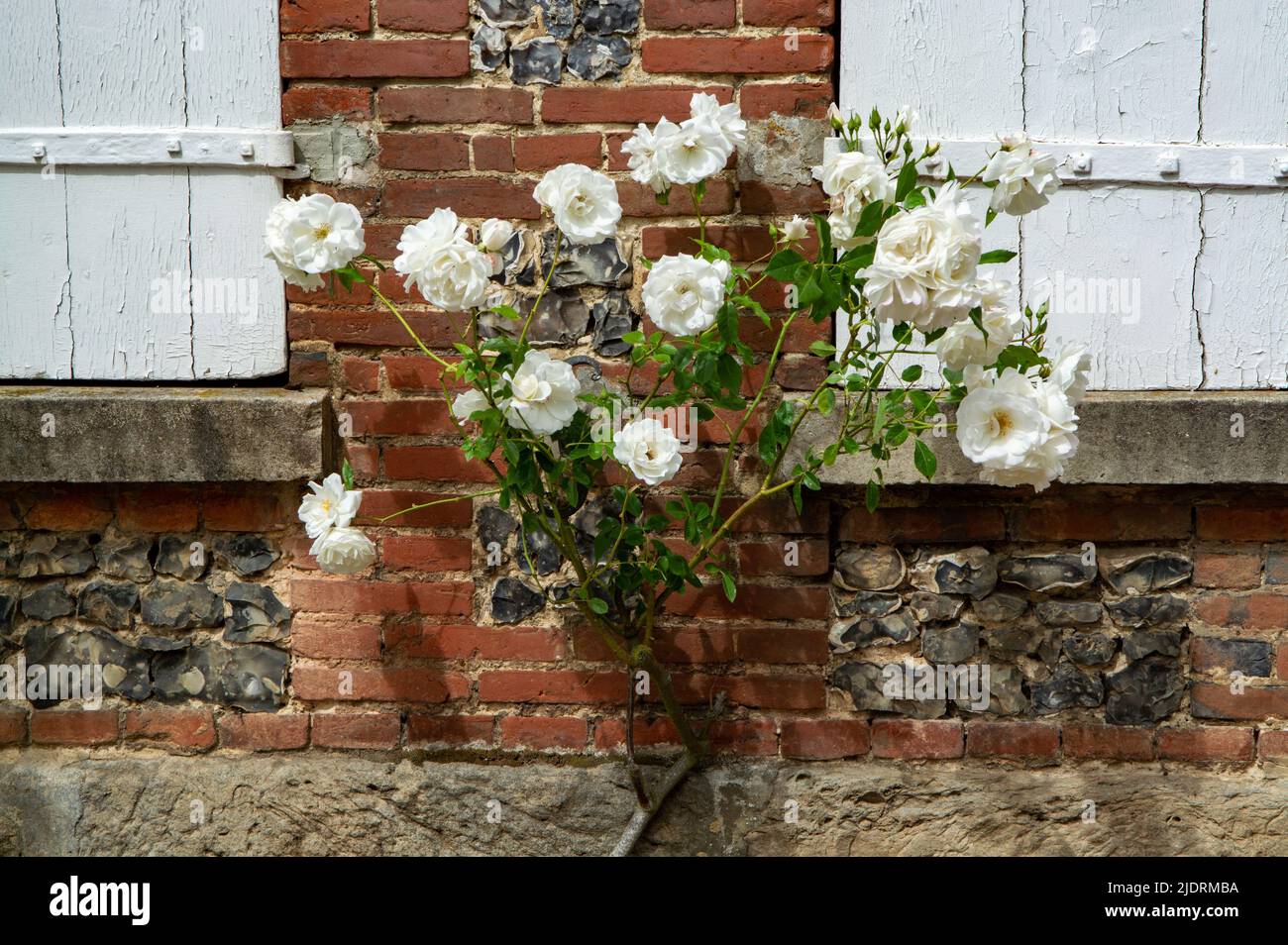 Summer blossom of fragrant colorful roses flowers on narrow streets of ...
