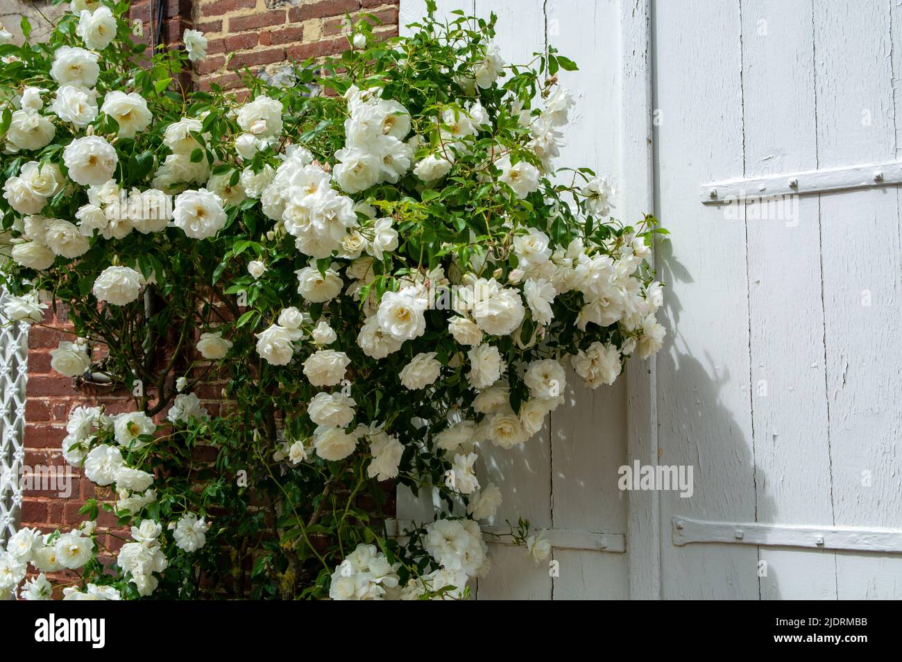 Summer blossom of fragrant colorful roses flowers on narrow streets of ...