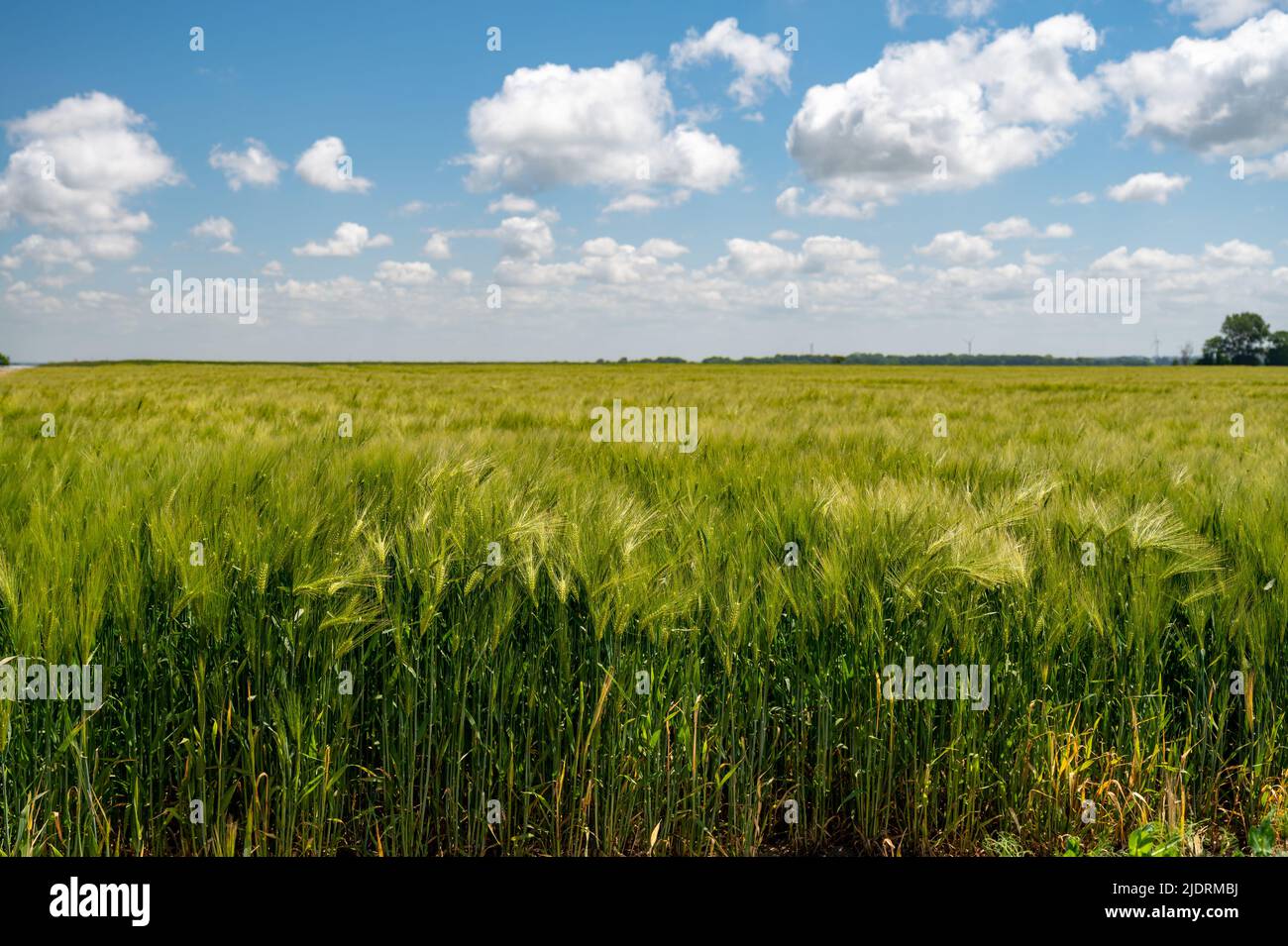 European organic grains, green fields of wheat plants in Pays de Caux ...