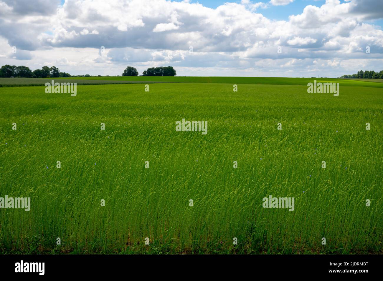 Green fields of flax linen plants in agricultural Pays de Caux region ...