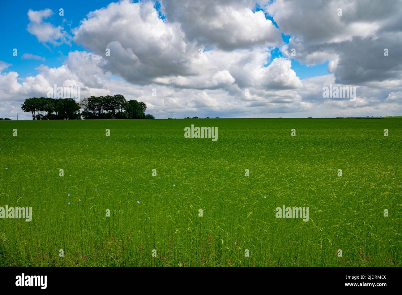Green fields of flax linen plants in agricultural Pays de Caux region ...
