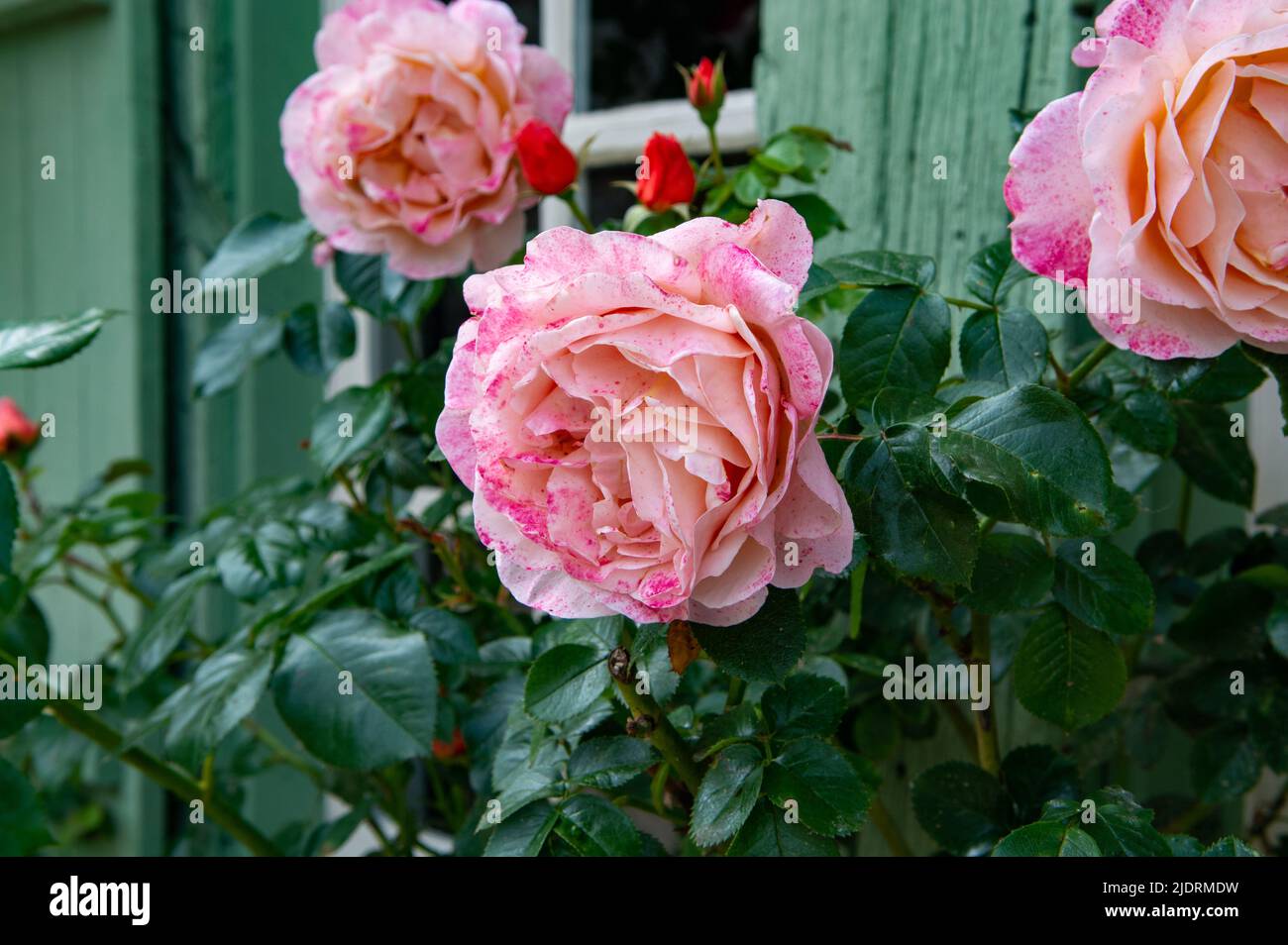 Summer blossom of fragrant colorful roses flowers on narrow streets of ...