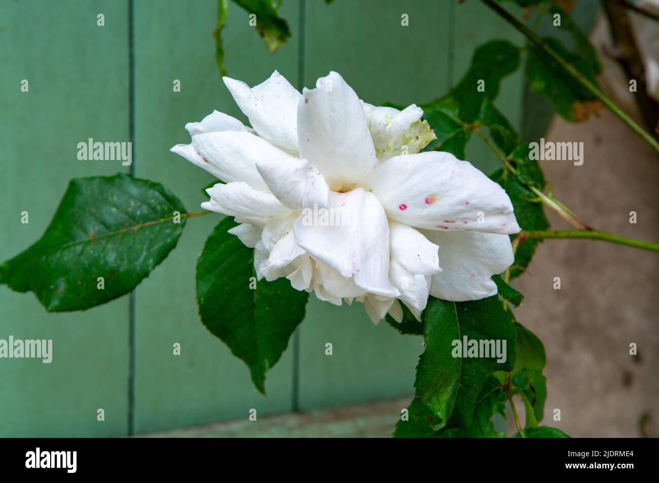 Summer blossom of fragrant colorful roses flowers on narrow streets of ...