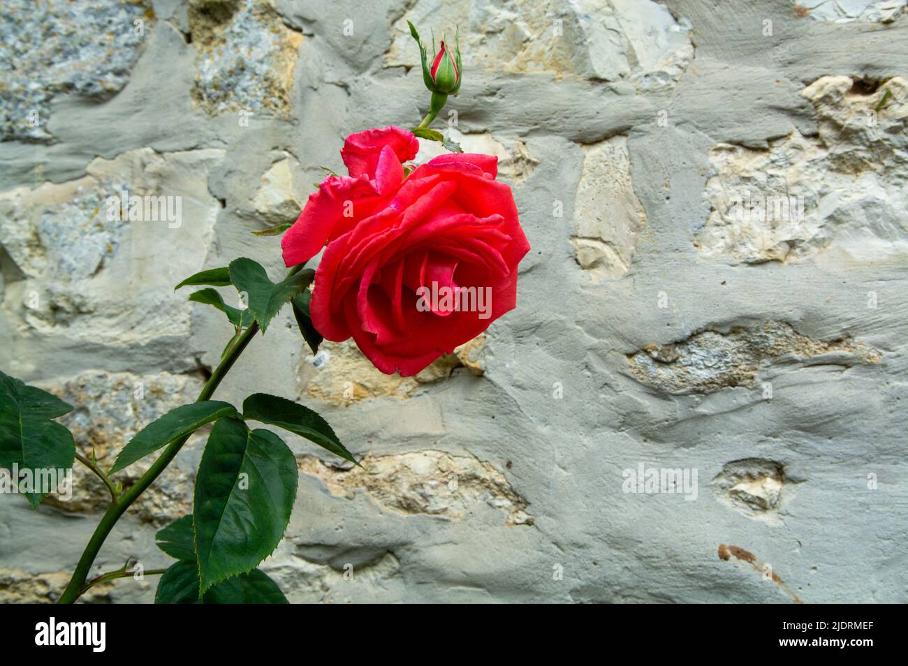 Summer blossom of fragrant colorful roses flowers on narrow streets of ...
