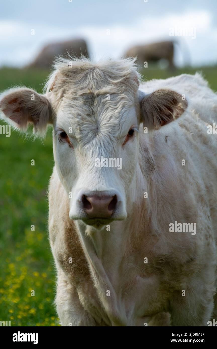 Herd of cows resting on green grass pasture, milk, cheese and meat ...