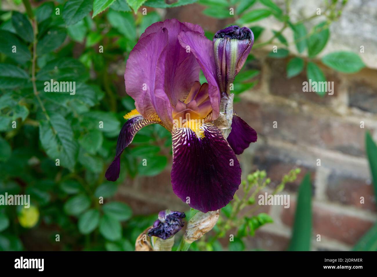 Summer blossom of fragrant colorful irises flowers on narrow streets of ...