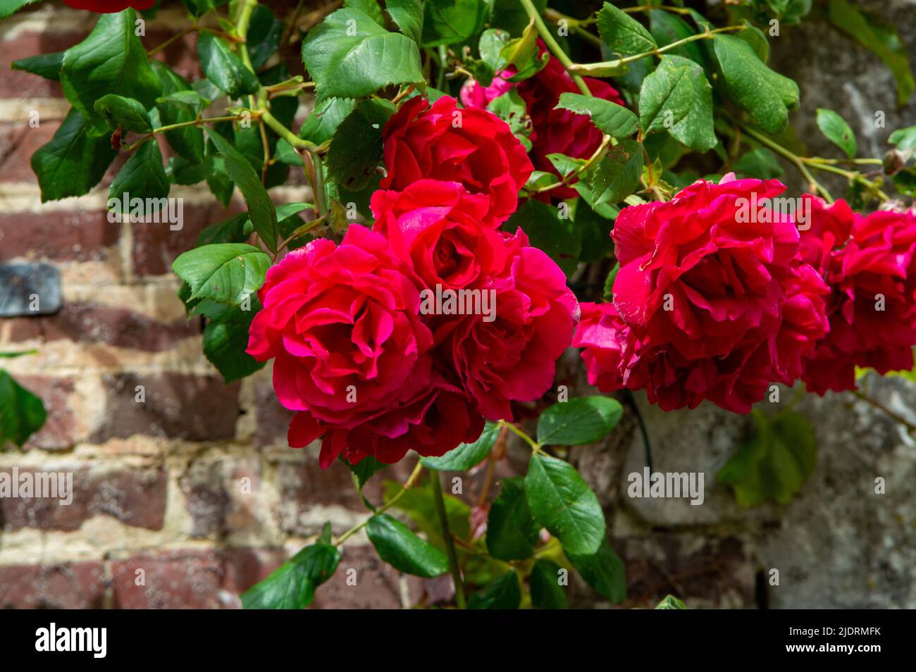 Summer blossom of fragrant colorful roses flowers on narrow streets of ...