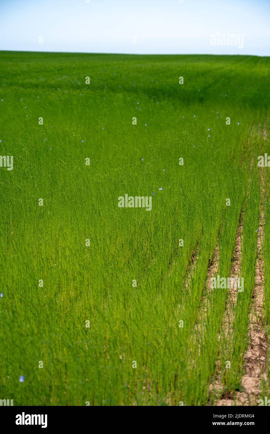 Green fields of flax linen plants in agricultural Pays de Caux region ...