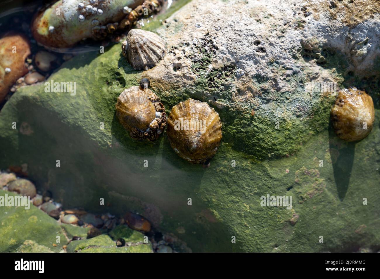 Edible sea water molluscs Patella caerulea, species of limpet in family ...