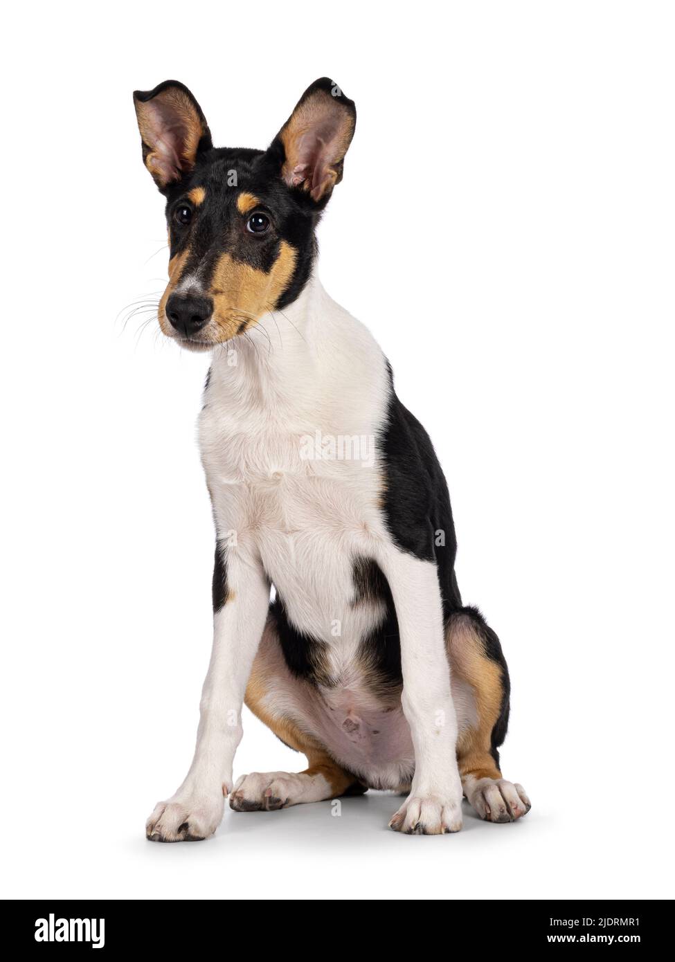 Cute young Smooth Collie dog, sitting up side ways. Looking towards ...