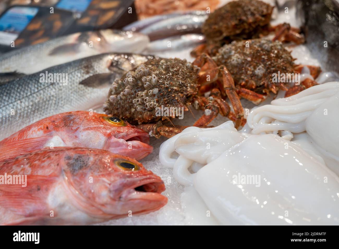 Assortment of fresh daily catch of fishes, seashells, molluscs on fish ...
