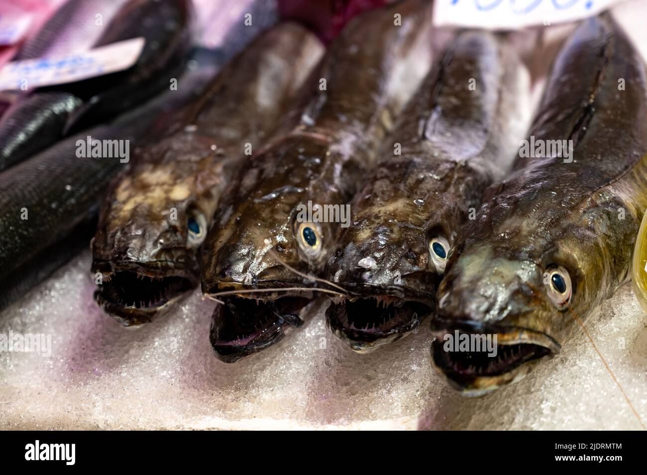 Assortment of fresh daily catch of fishes, seashells, molluscs on ice ...