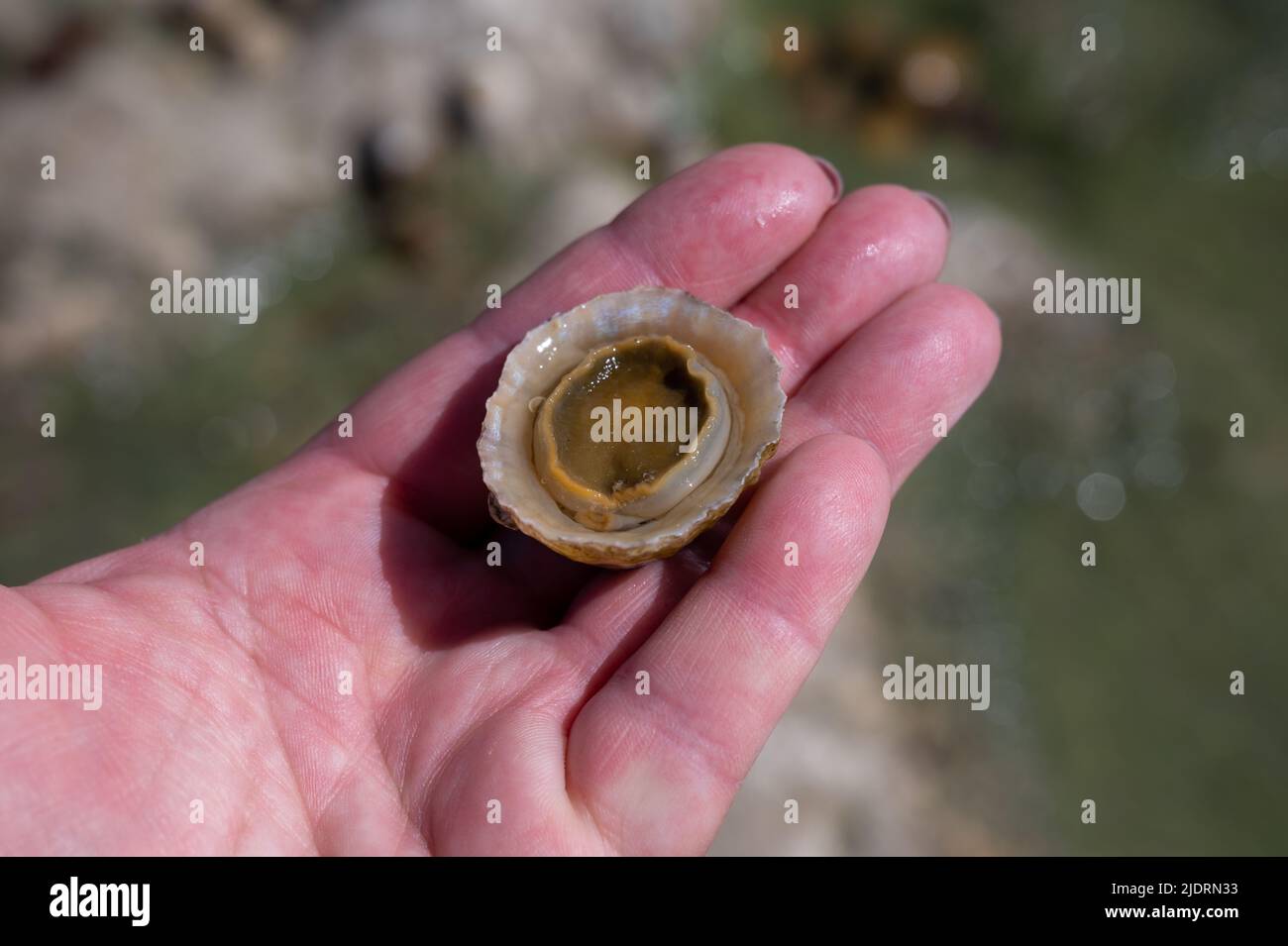Edible sea water molluscs Patella caerulea, species of limpet in family ...