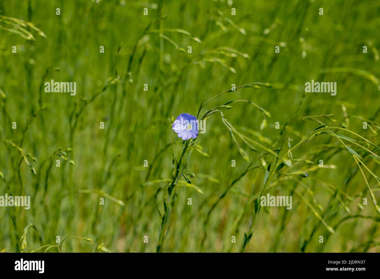 Green fields of flax linen plants in agricultural Pays de Caux region ...