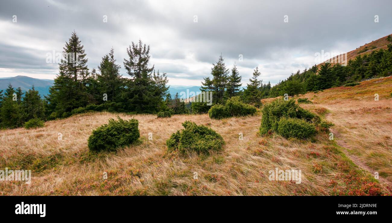 trail through mountain hill. landscape with trees on the meadow with ...