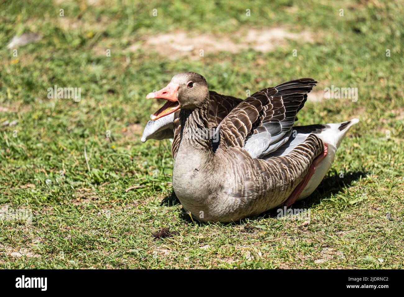 aggressive and threatening grey goose lies on a meadow, open beak and ...