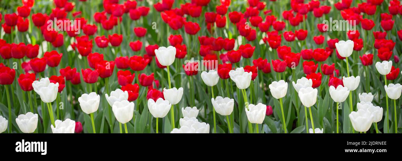 White red tulip blossom panoramic banner header, spring season tulip in ...