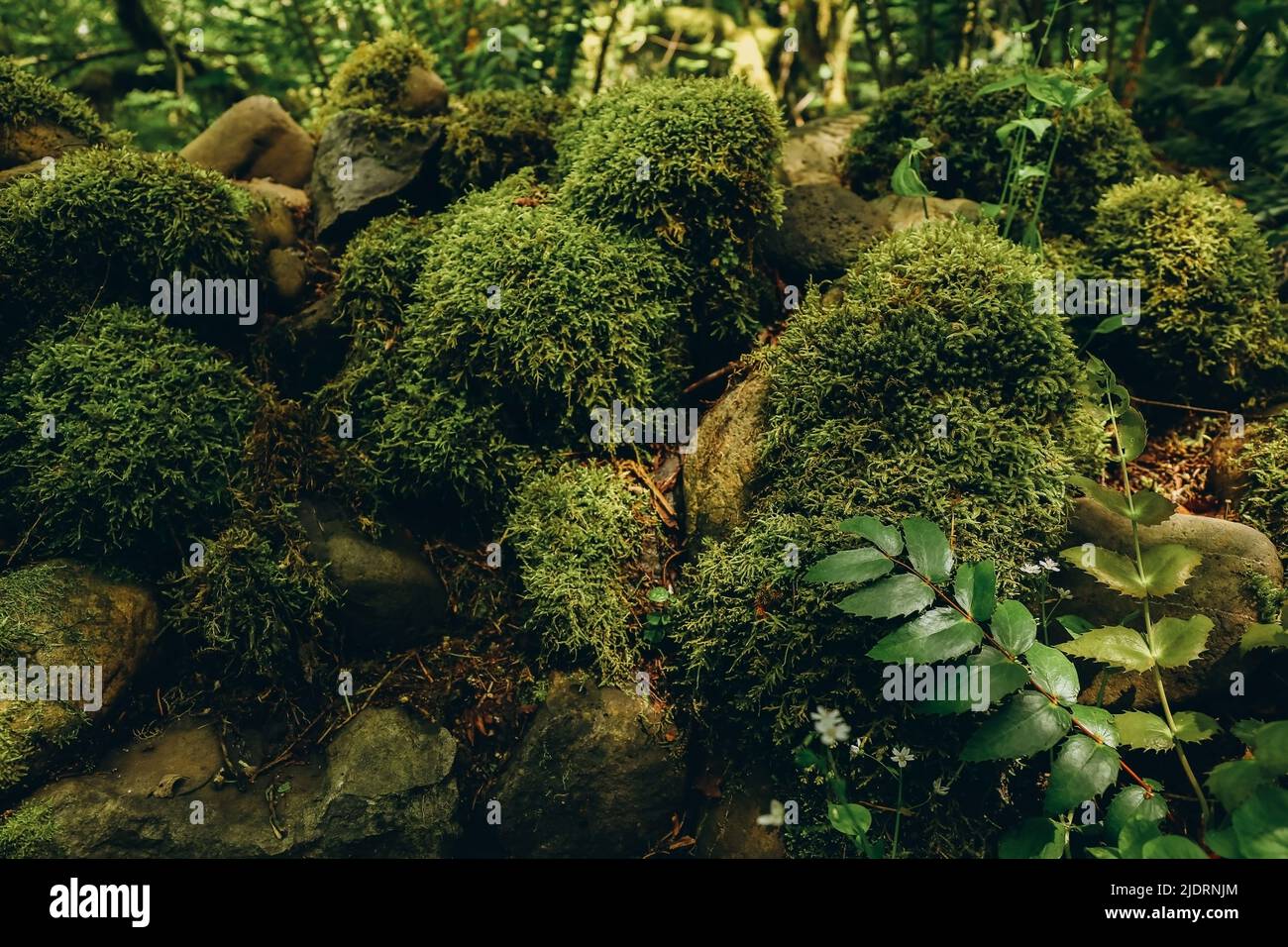 Rocks full of the moss texture in nature for wallpaper Stock Photo - Alamy