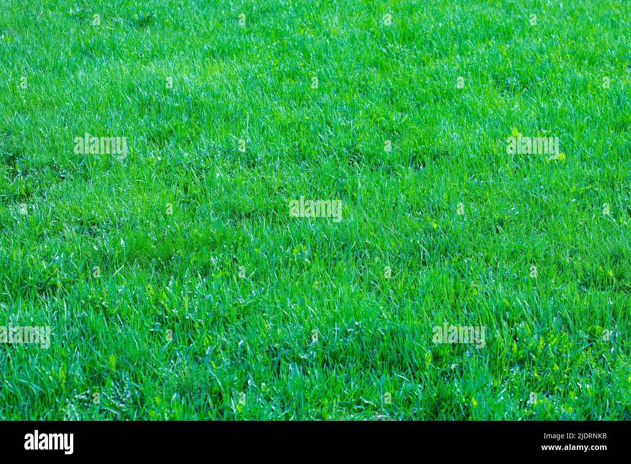 Mowed fresh grass green lawn, natural background lawn grass close-up ...