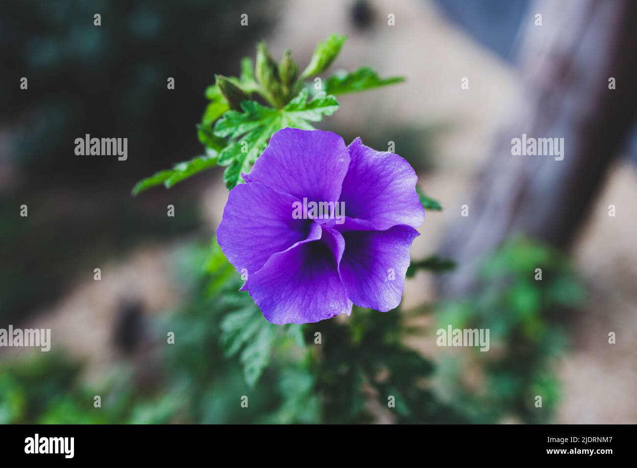purple hibiscus plant with flower about to bloom creating a beautiful ...