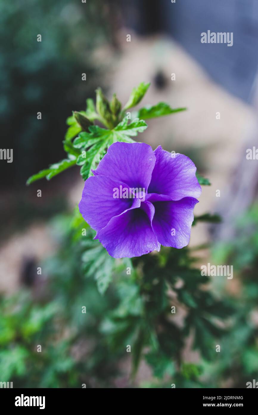 purple hibiscus plant with flower about to bloom creating a beautiful ...